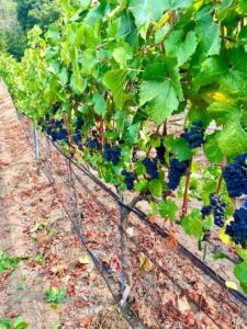 Home - Cellar 777 Vineyards